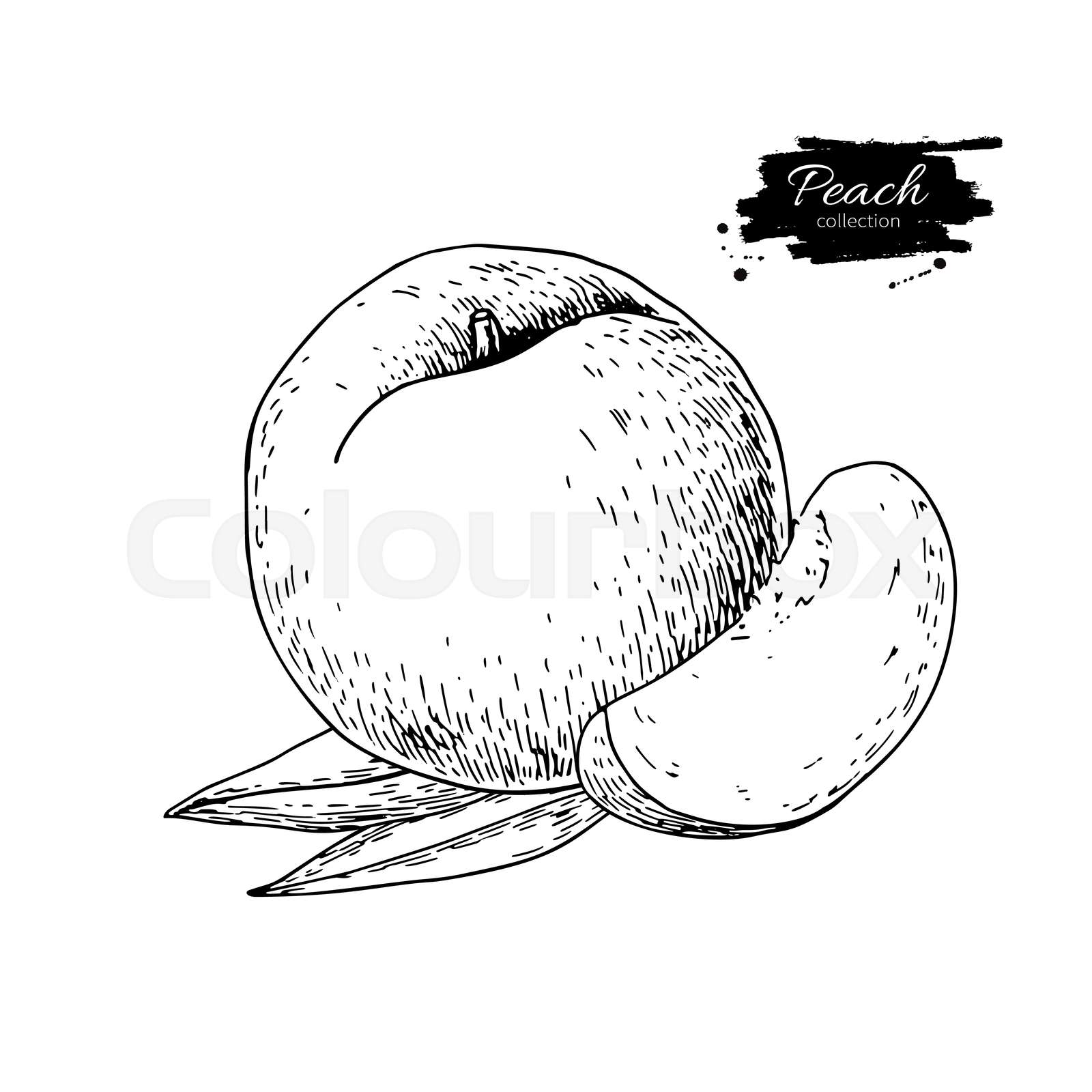 Peach vector drawing. Isolated hand drawn peach and sliced piece ...
