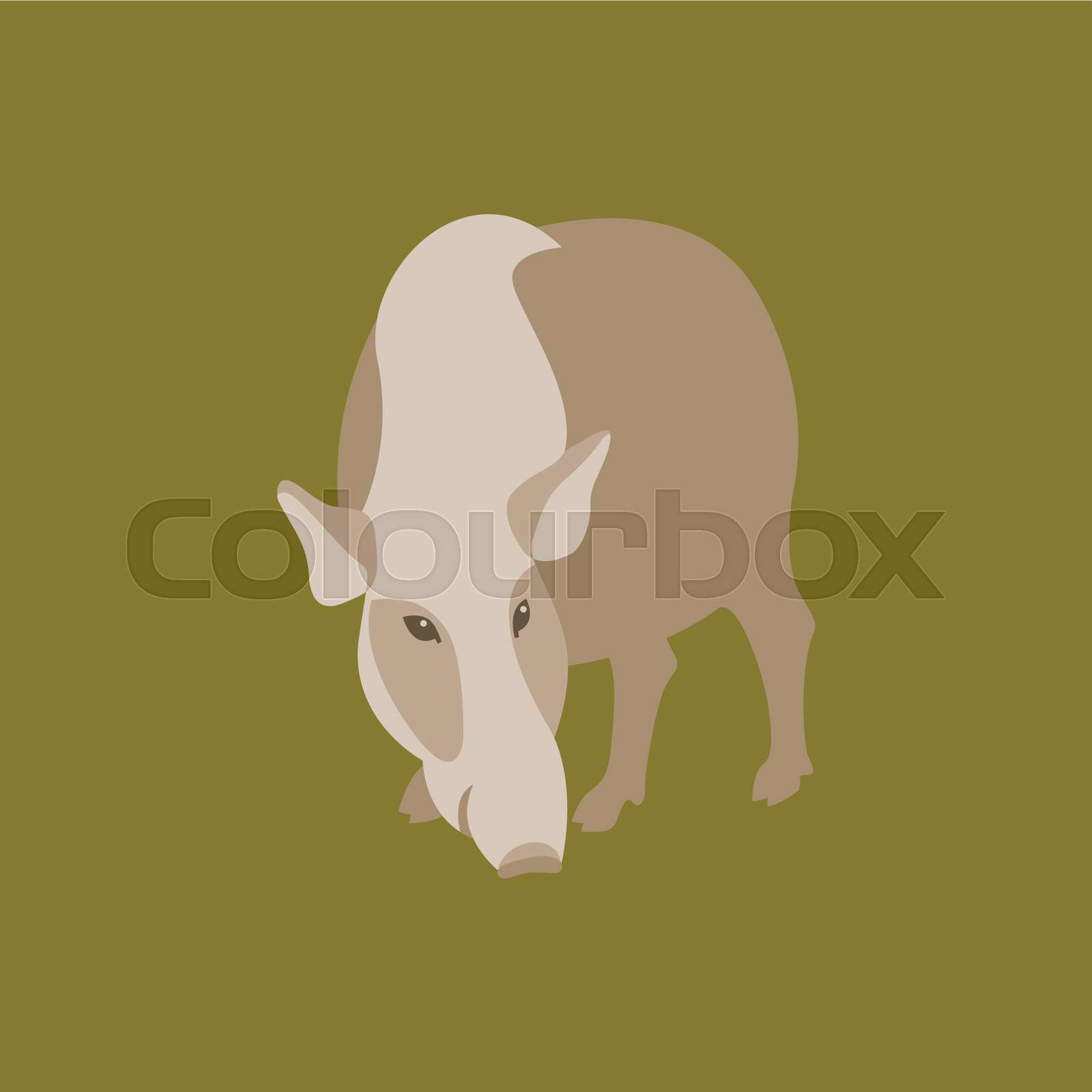 bushpig vector illustration | Stock vector | Colourbox