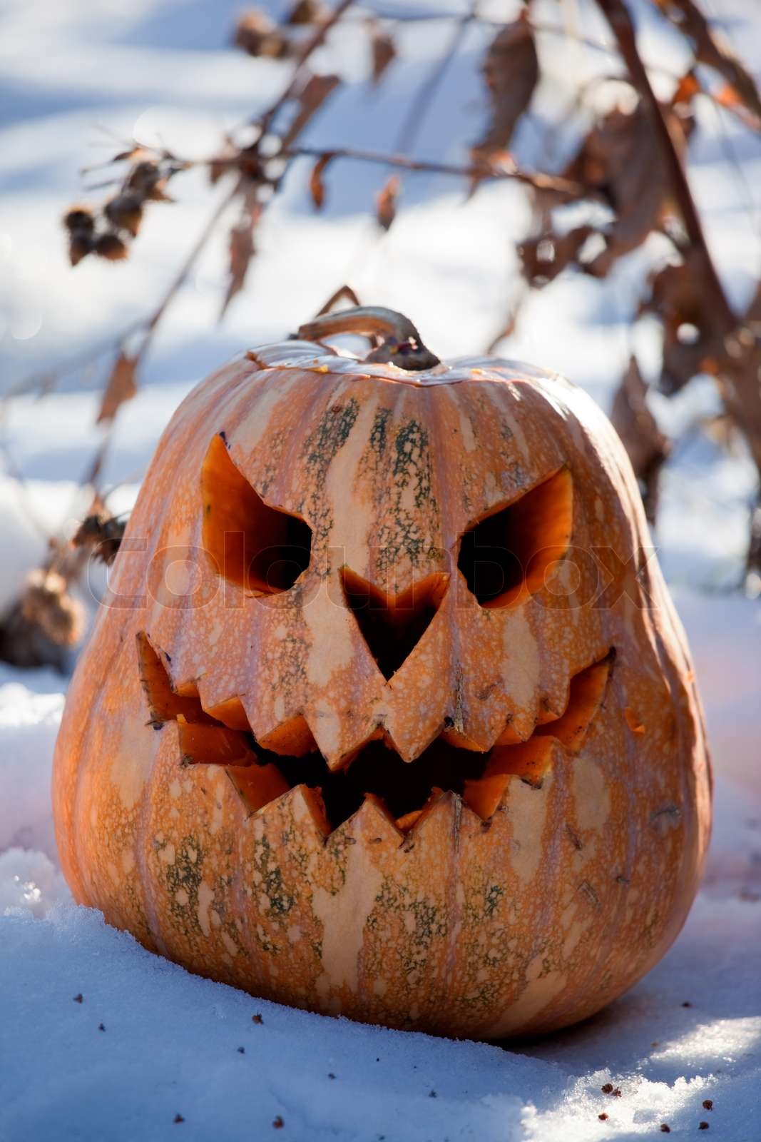 Halloween pumpkin on the snow | Stock image | Colourbox