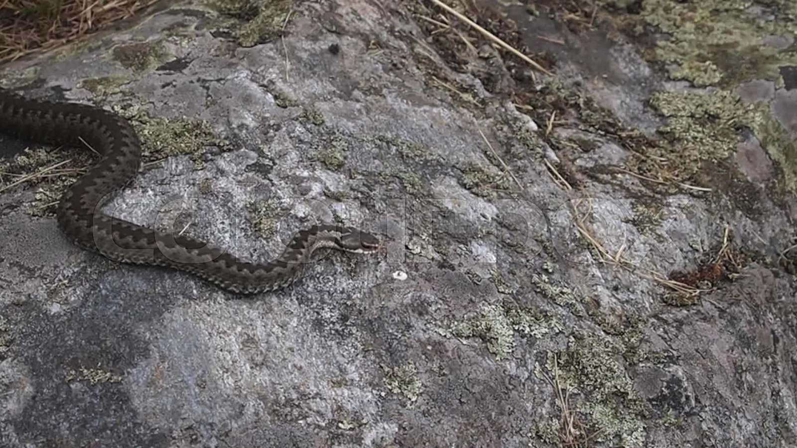 Common European Adder | Stock video | Colourbox