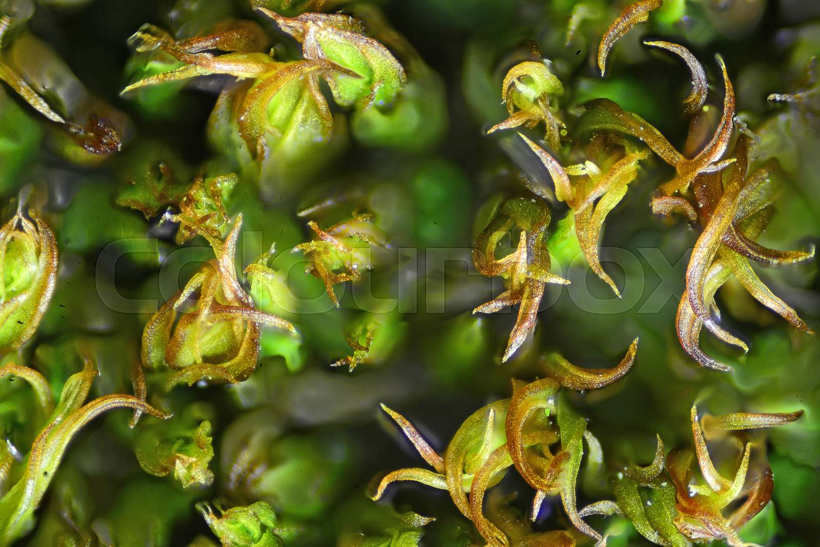 Forest moss under microscope. Microscopic world. | Stock image | Colourbox