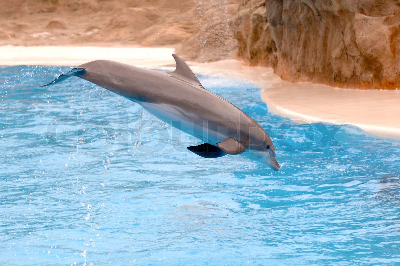 Glad delfin springer ud af vandet | Stock foto | Colourbox
