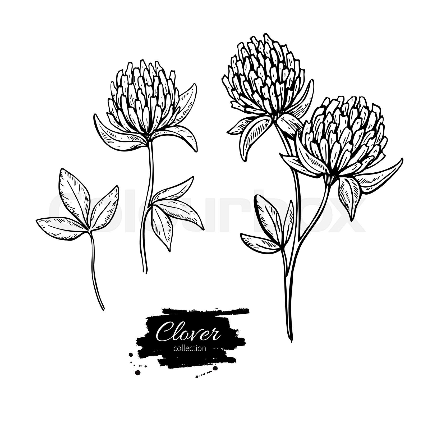 Clover flower vector drawing set. Isolated wild plant and leaves ...