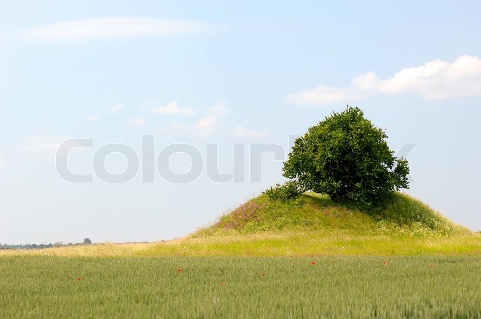 Tree and small hill | Stock image | Colourbox