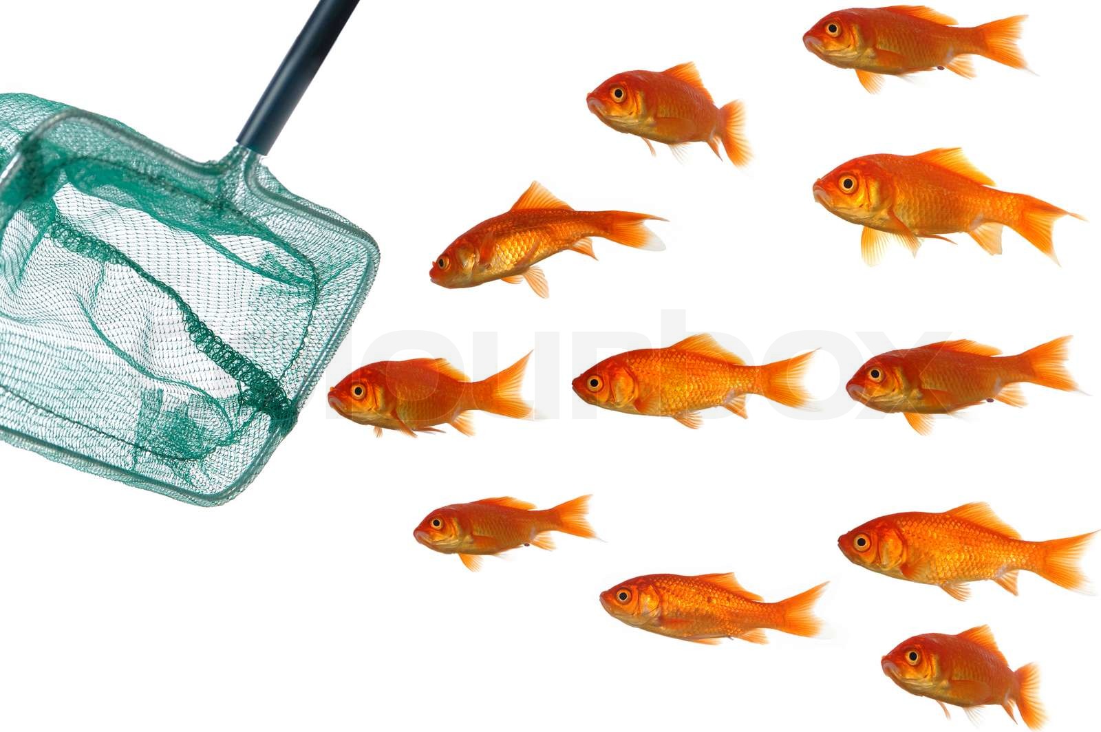 Stupid fish are swimming right into a fishing net | Stock image | Colourbox