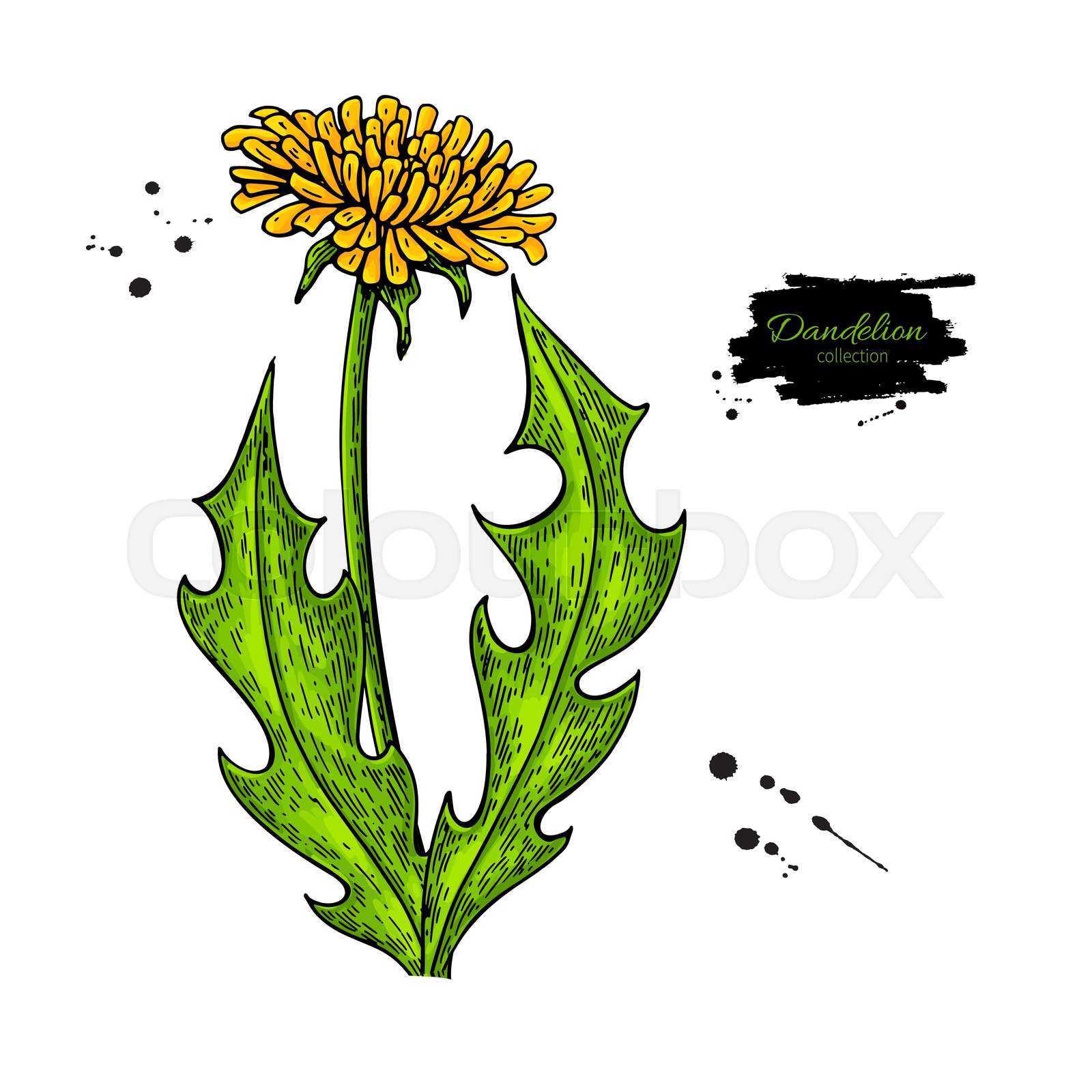 Dandelion Flower Drawing