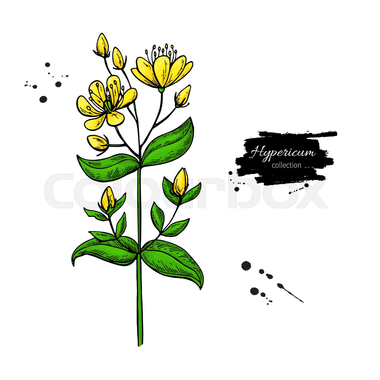St. John s wort vector drawing set. Isolated hypericum wild flower and ...