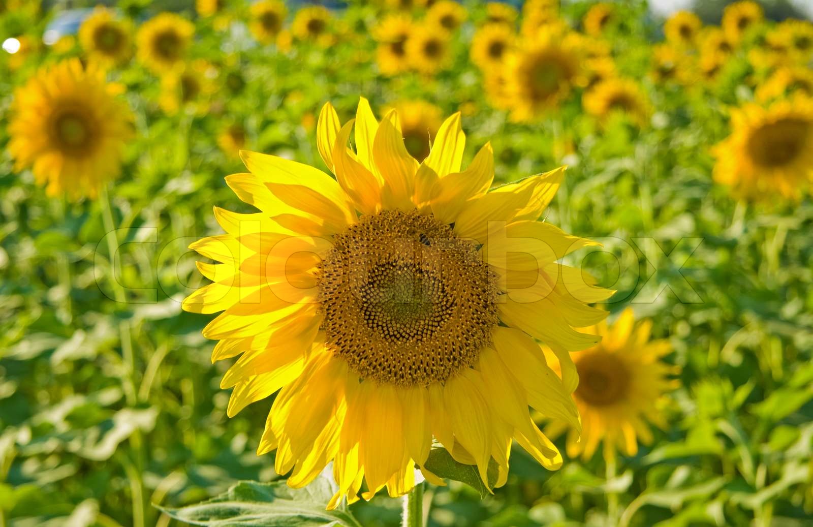 Sunflower på en mark med solsikker | Stock foto | Colourbox