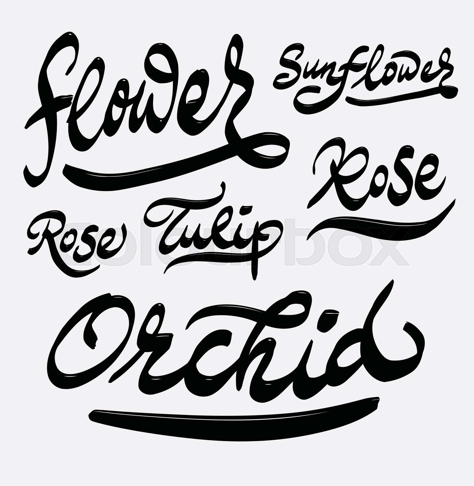 Flower hand written typography. | Stock vector | Colourbox