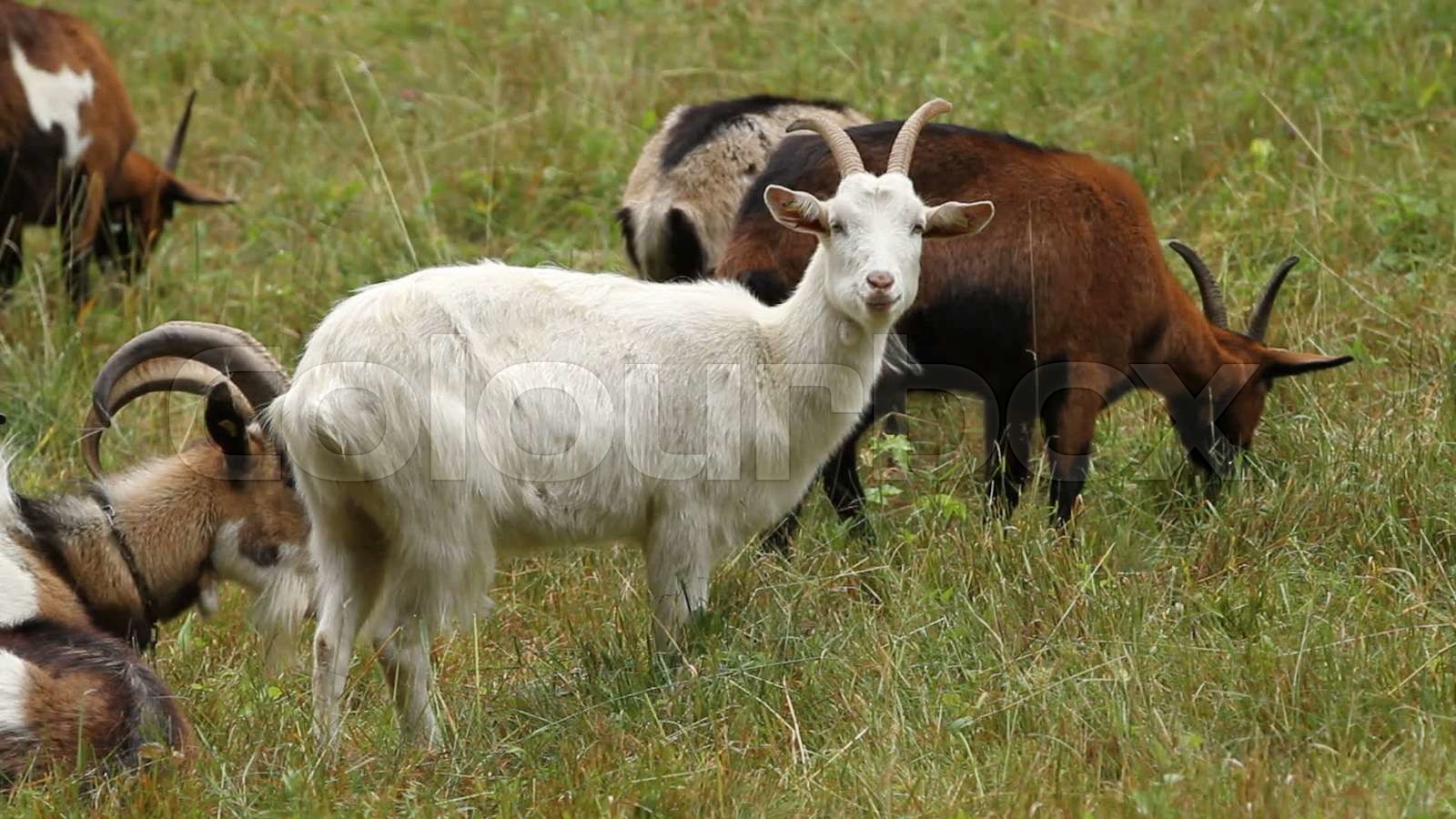 she goats in a prairie | Stock video | Colourbox