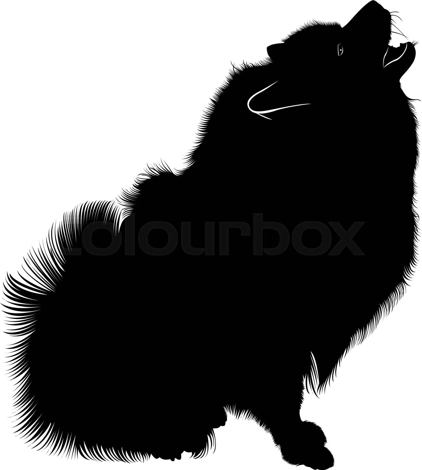 A portrait of a purebred male Keeshond (German Wolfspitz). Black ...
