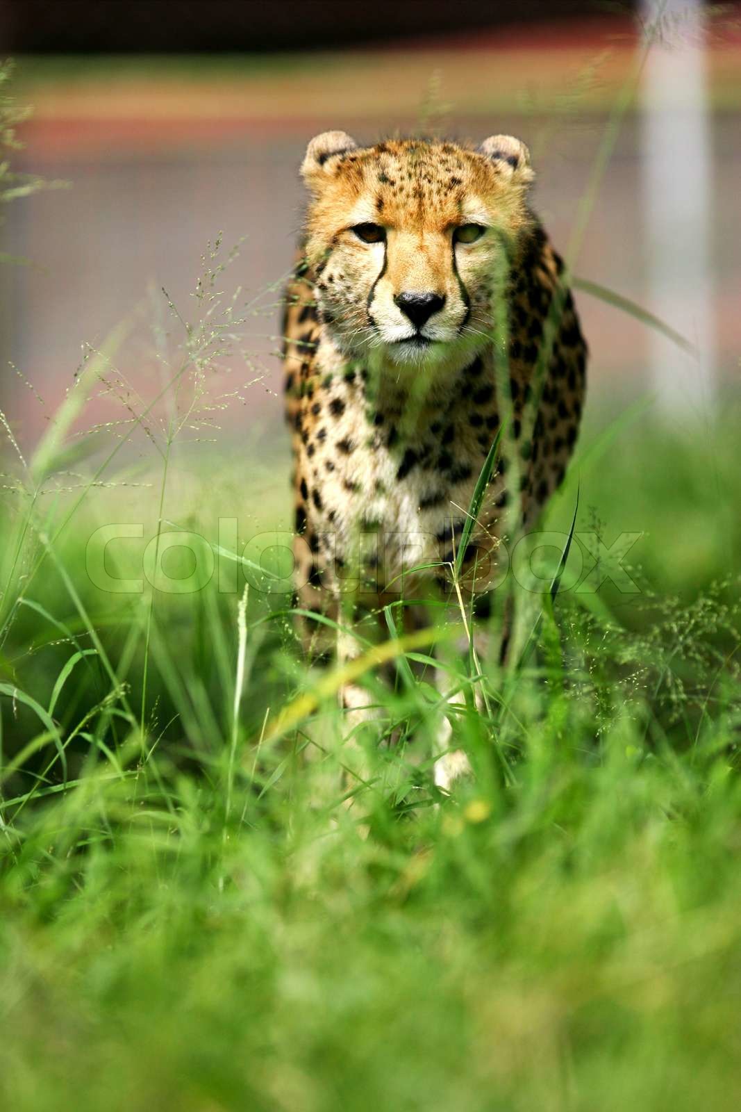 Cheetah - Stock Image - Everypixel