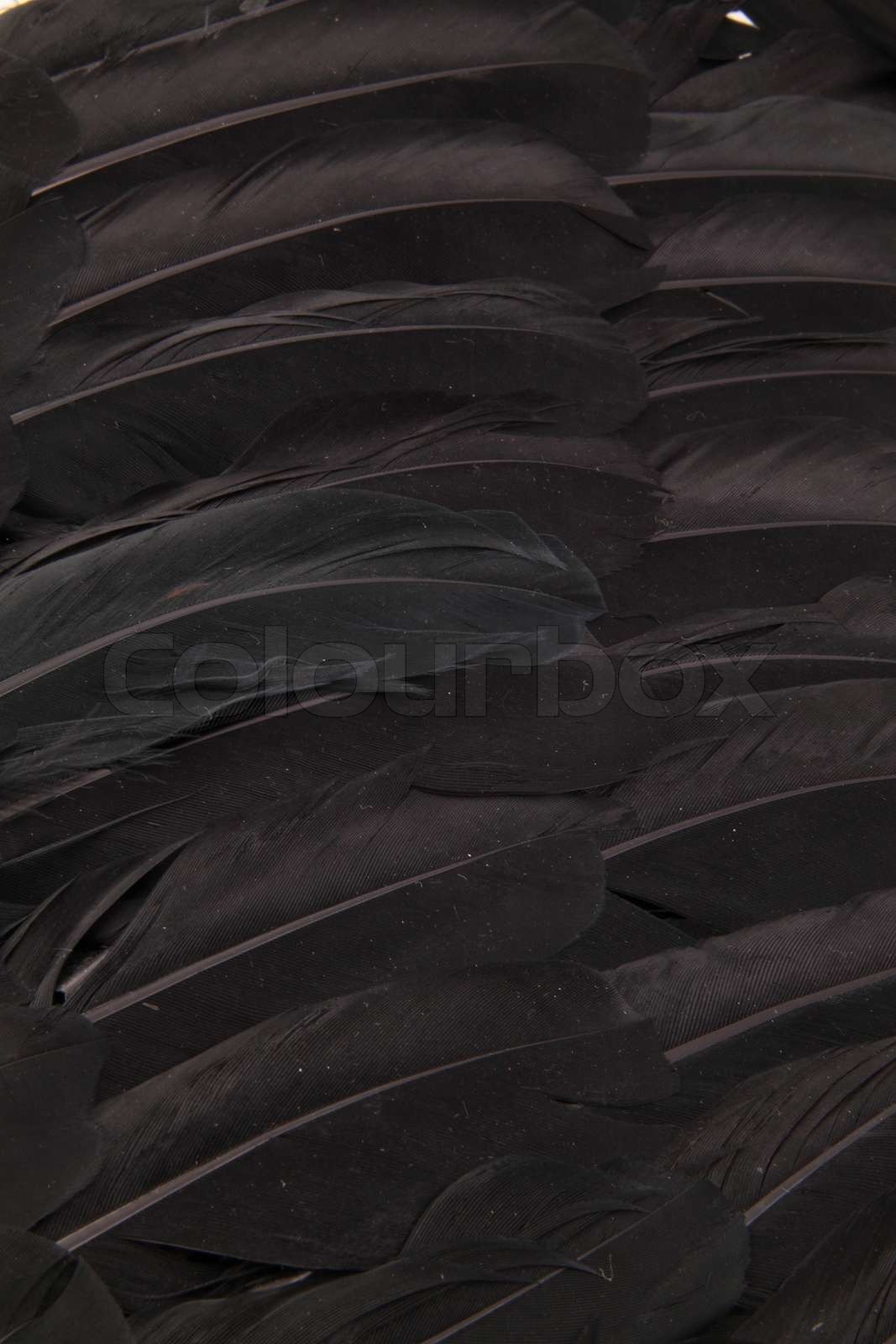 Black feather wings | Stock image | Colourbox