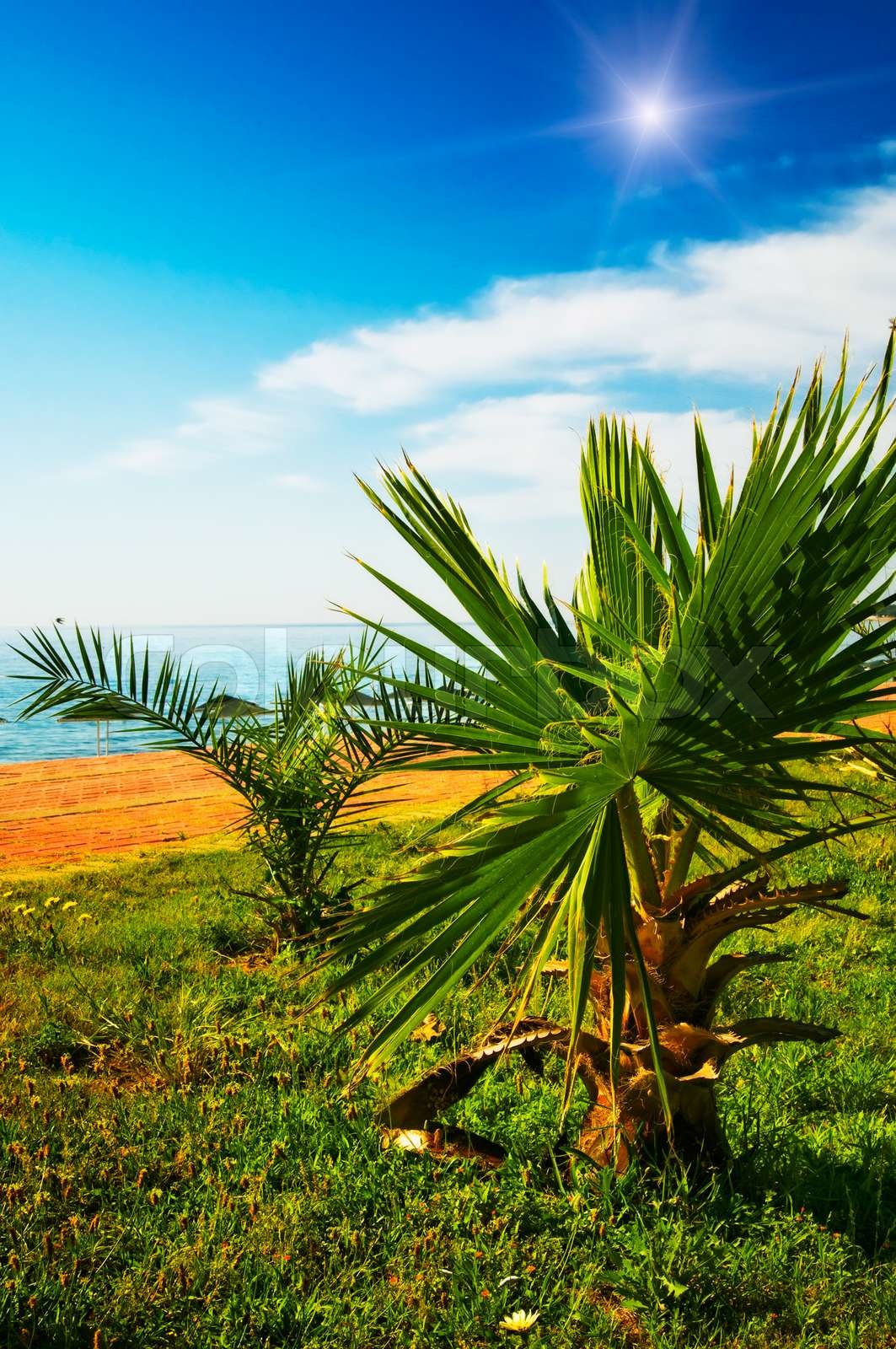 Små palmer på den tropiske strand og flot blå himmel | Stock foto ...