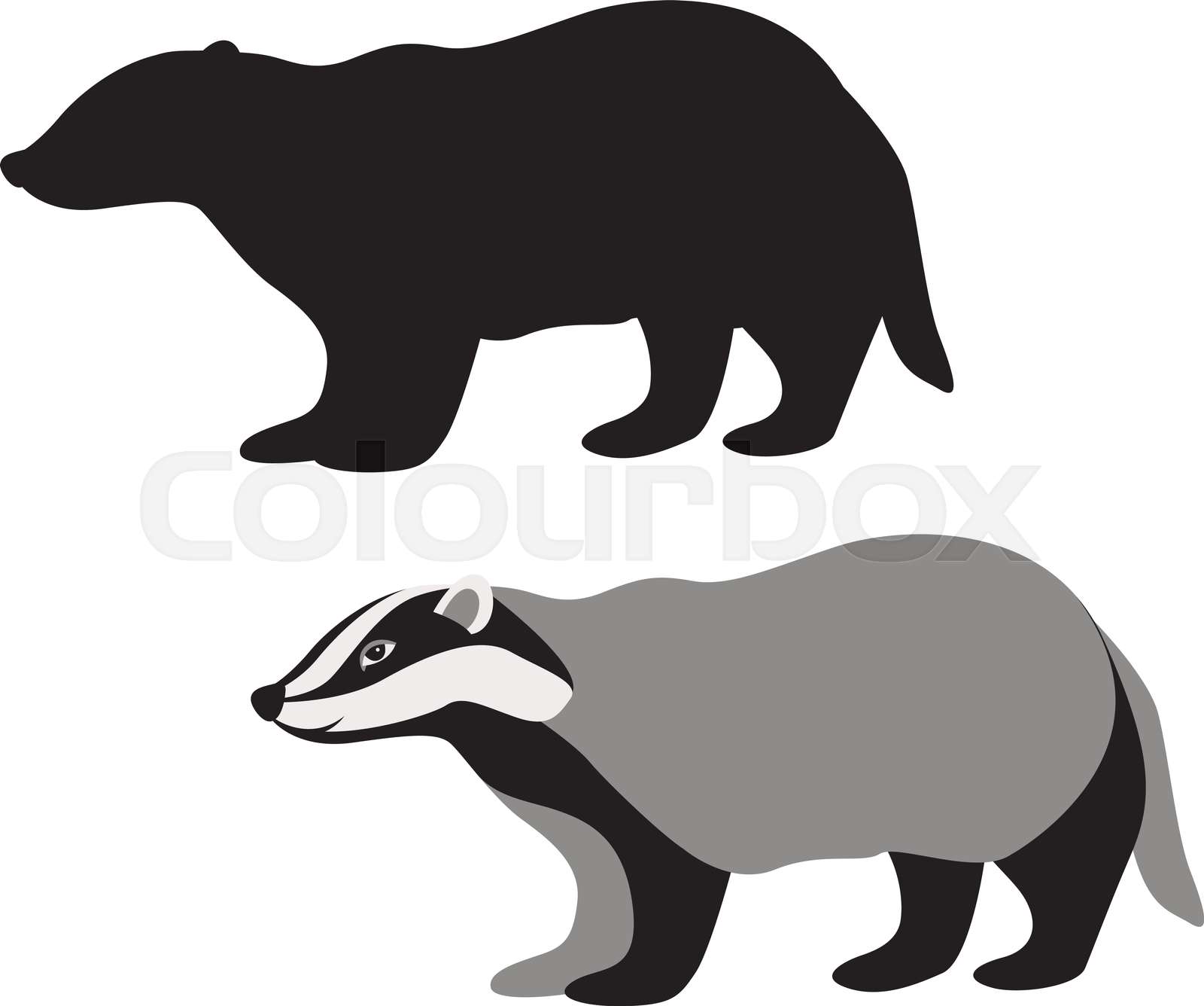 badger vector illustration | Stock vector | Colourbox