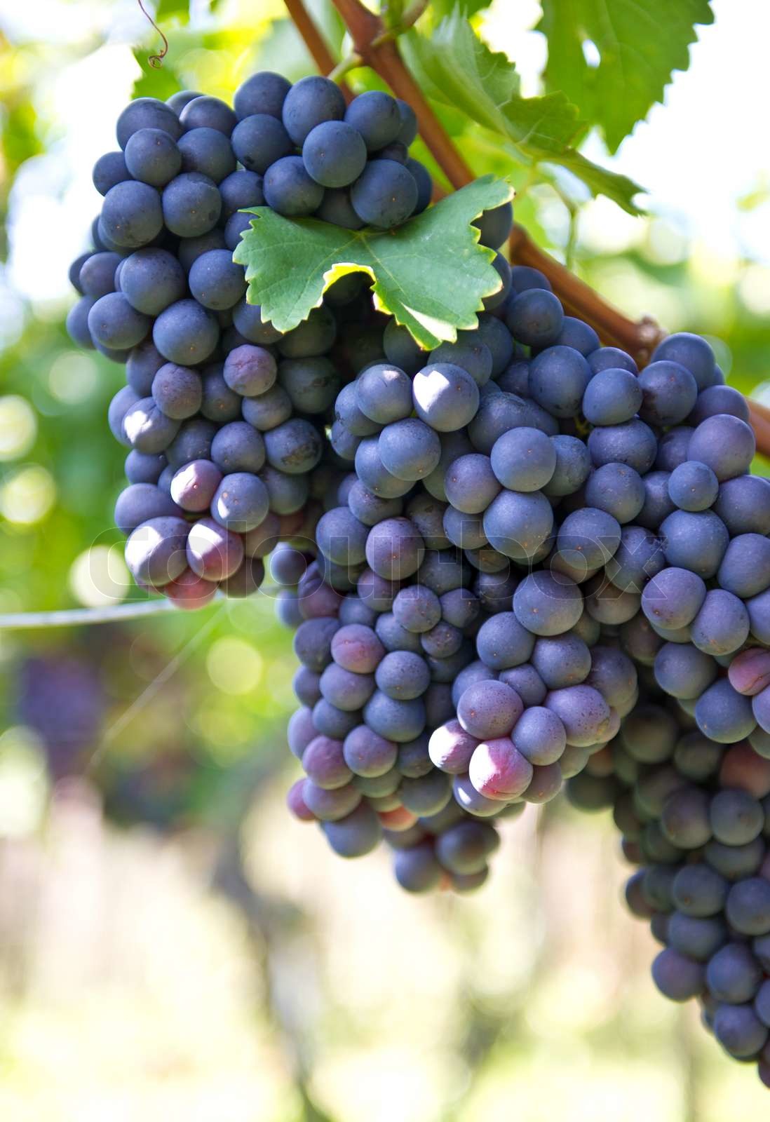 lilla røde druer på vinstokken med grønne blade | Stock foto | Colourbox