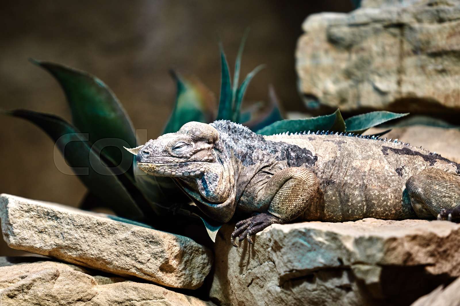 Goliath Dragons. Rhinoceros iguana. Lizard reptile iguana | Stock image ...
