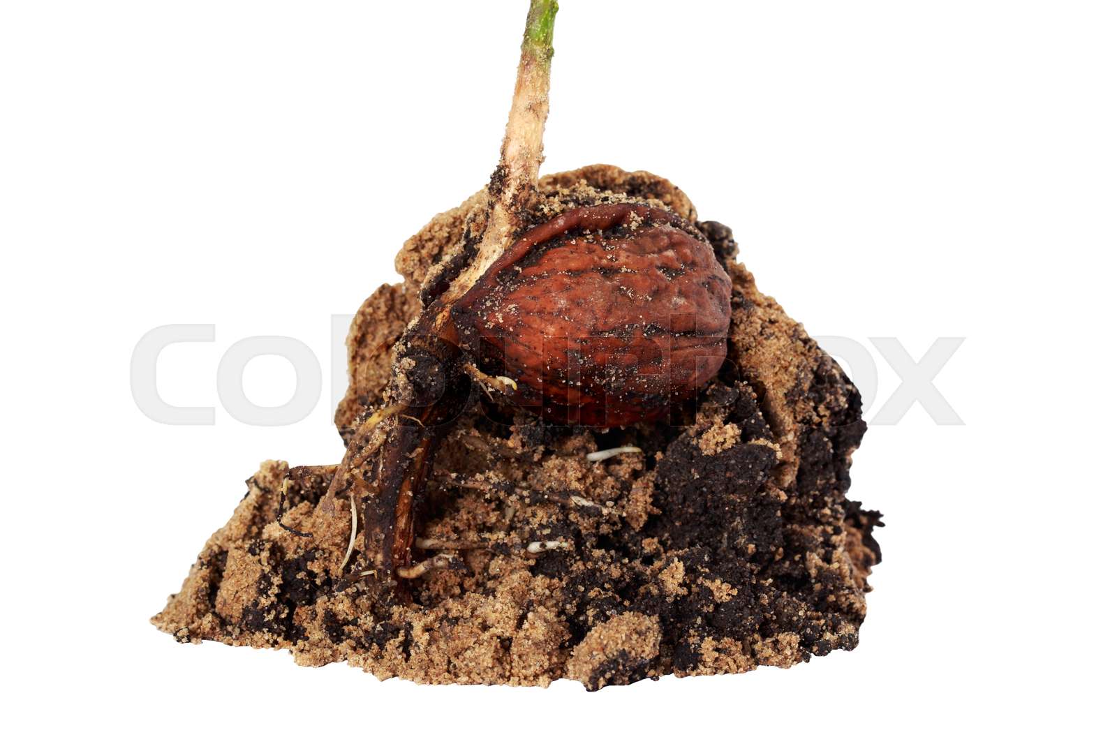 Young walnut sprout | Stock image | Colourbox