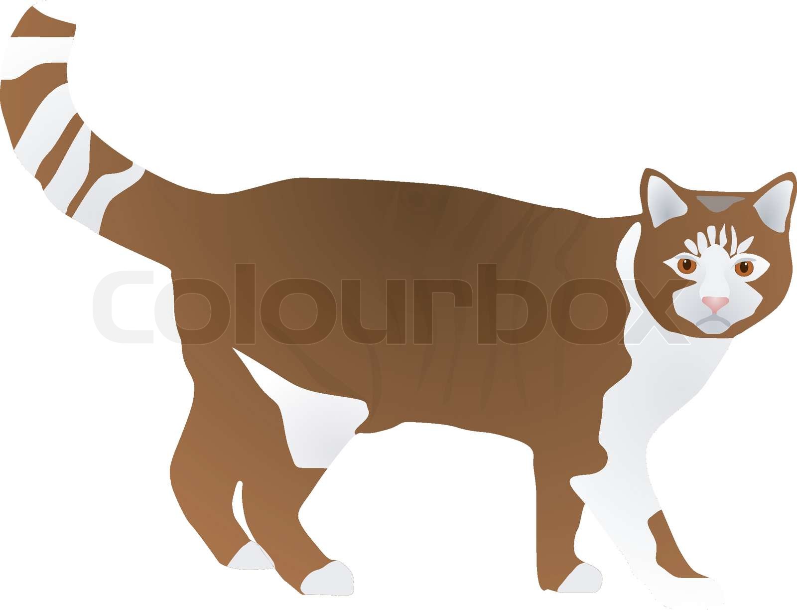 vectors of domestic cat | Stock vector | Colourbox
