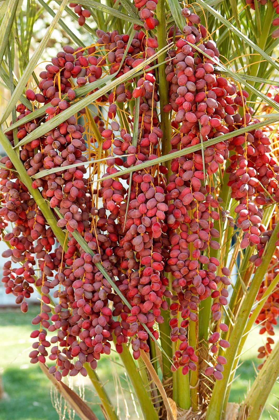 Dates grow on the palm Colourful and beauty | Stock image | Colourbox