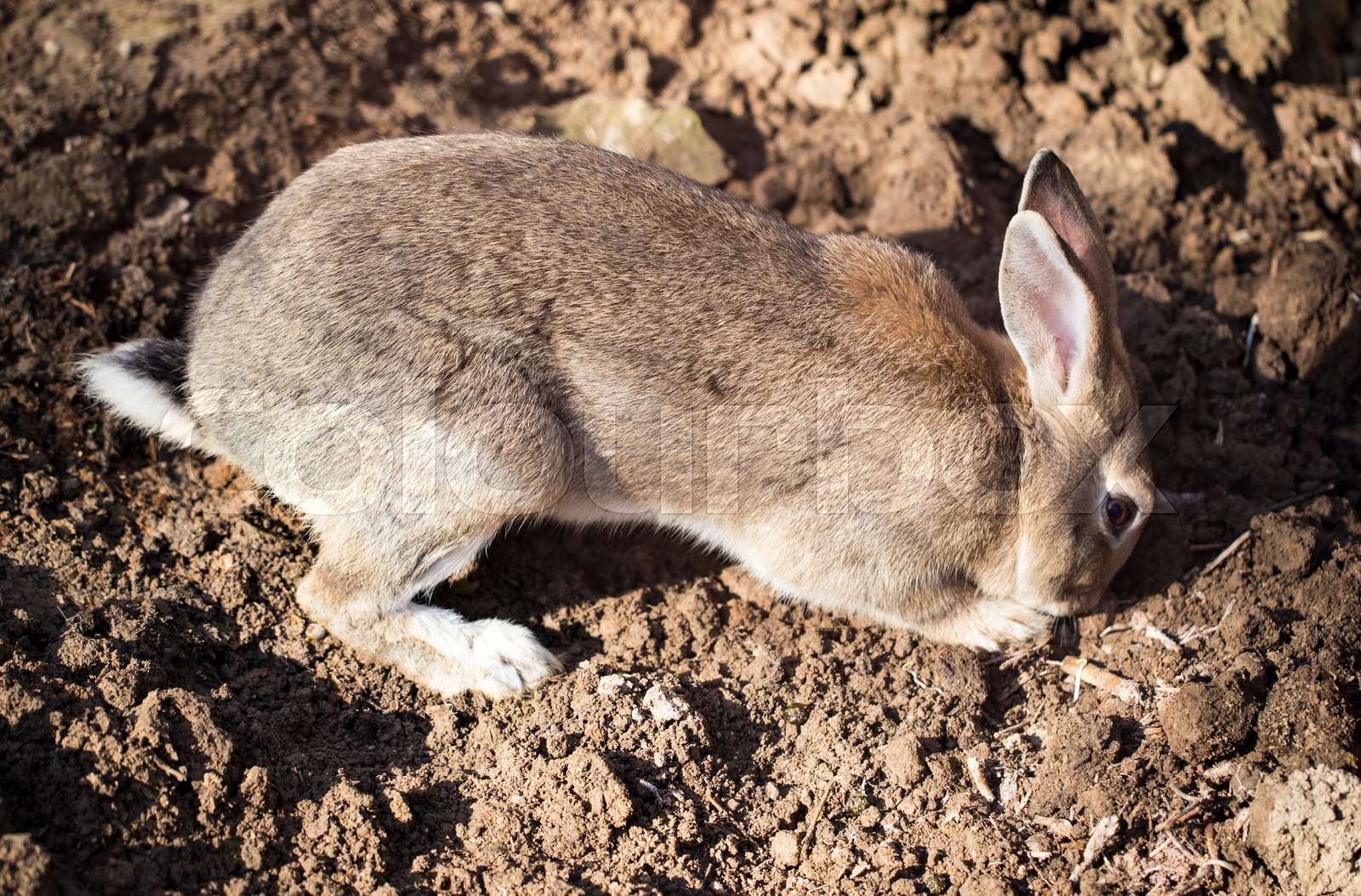 Hares on the ground in the wild | Stock image | Colourbox