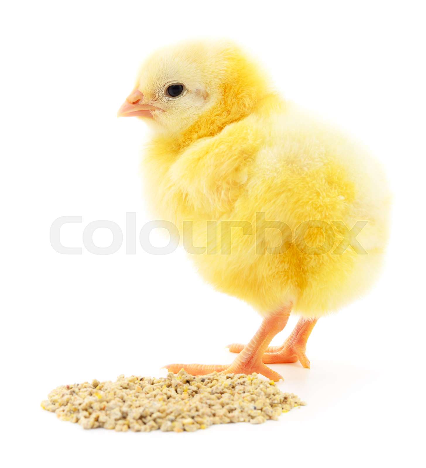 Baby chicken having a meal | Stock image | Colourbox