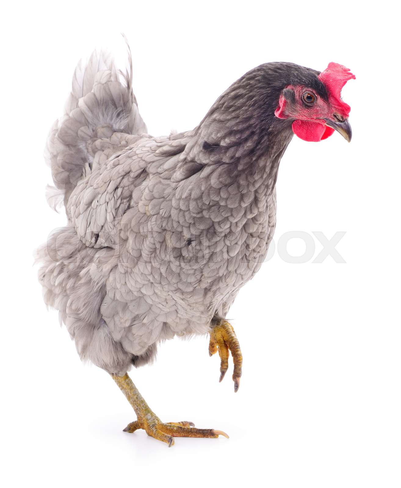 Grey hen isolated. | Stock image | Colourbox