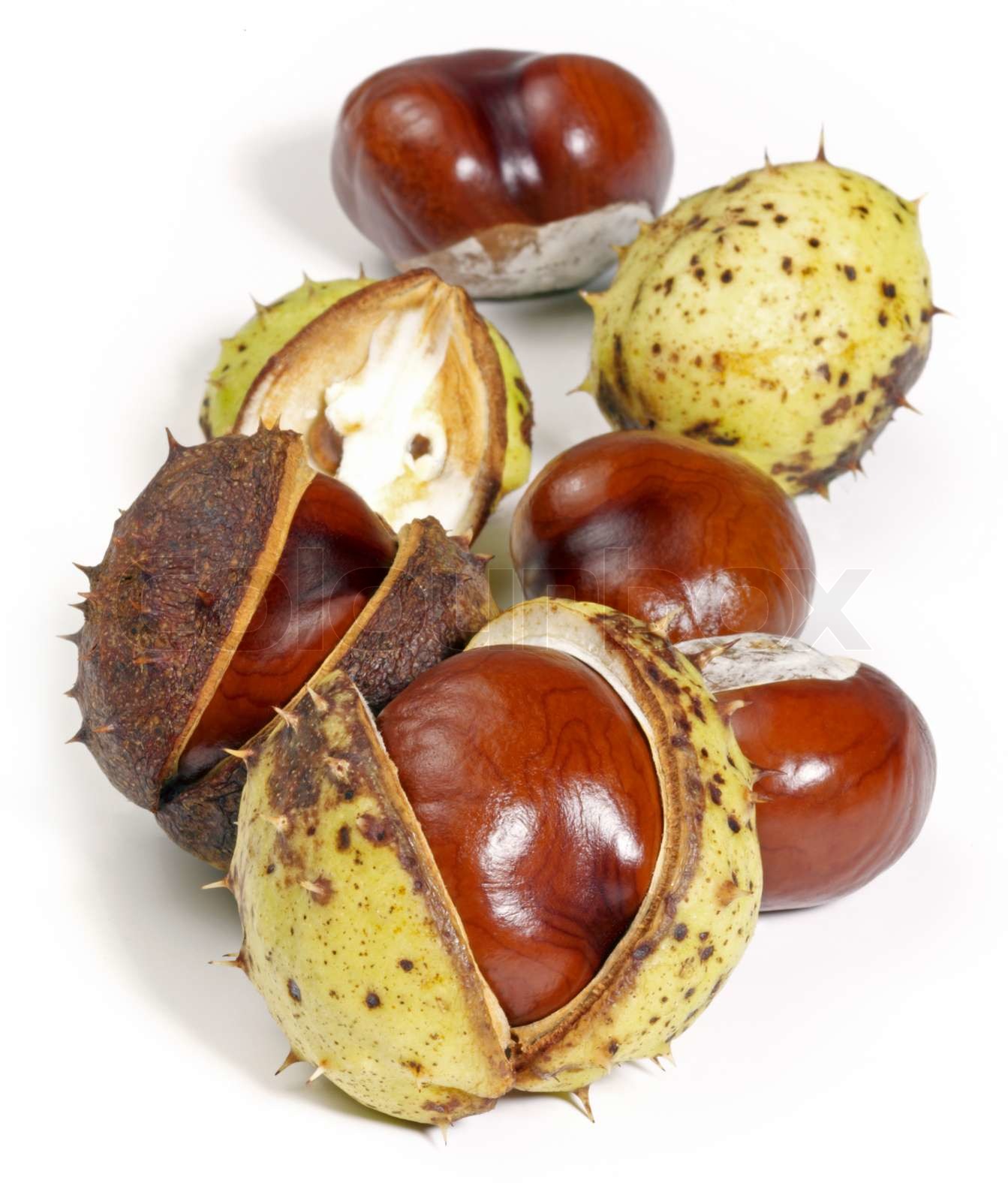 some horse chestnuts in white back | Stock image | Colourbox