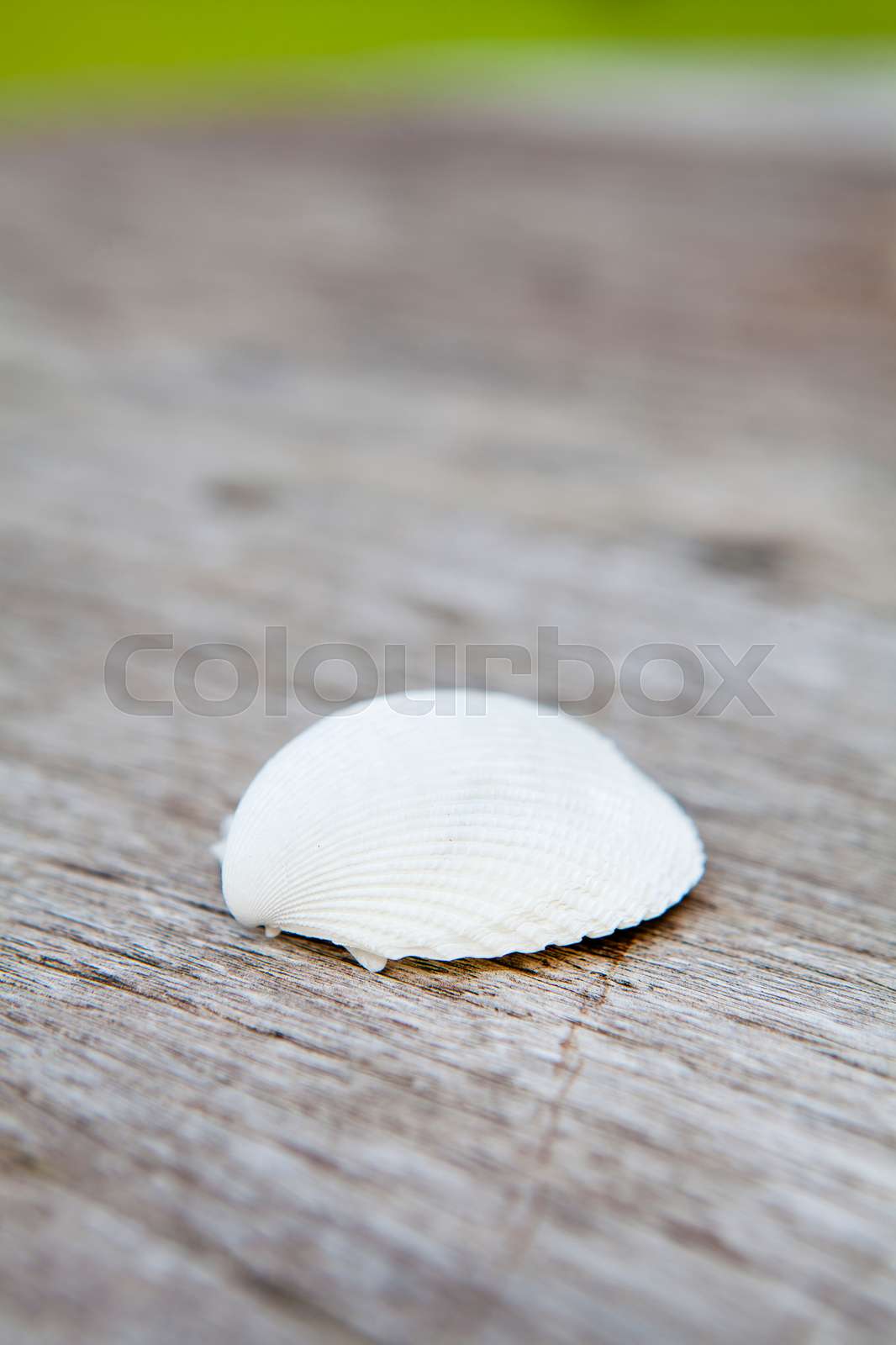 White shell | Stock image | Colourbox