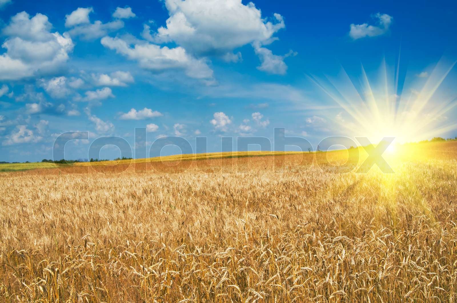 Amazing yellow field of wheat | Stock image | Colourbox
