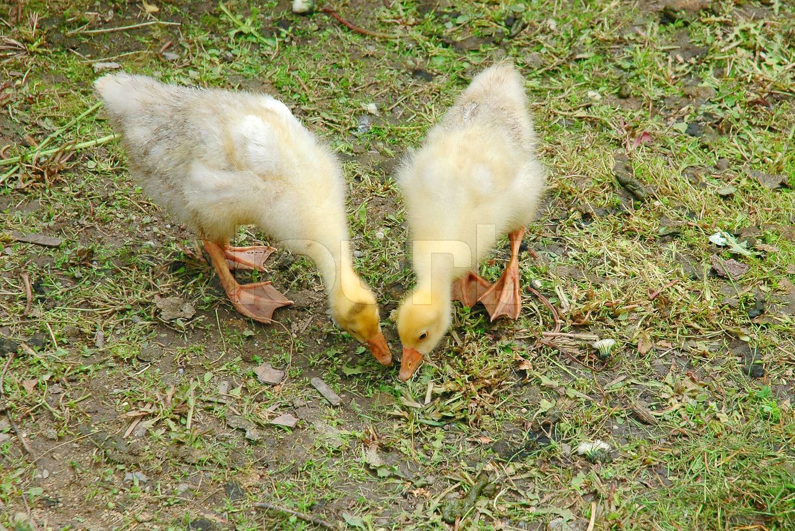 Two young domestic geese grazing on the lawn | Stock image | Colourbox