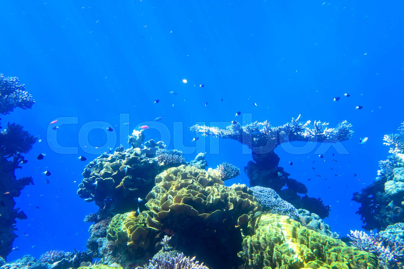 red sea underwater coral reef | Stock image | Colourbox
