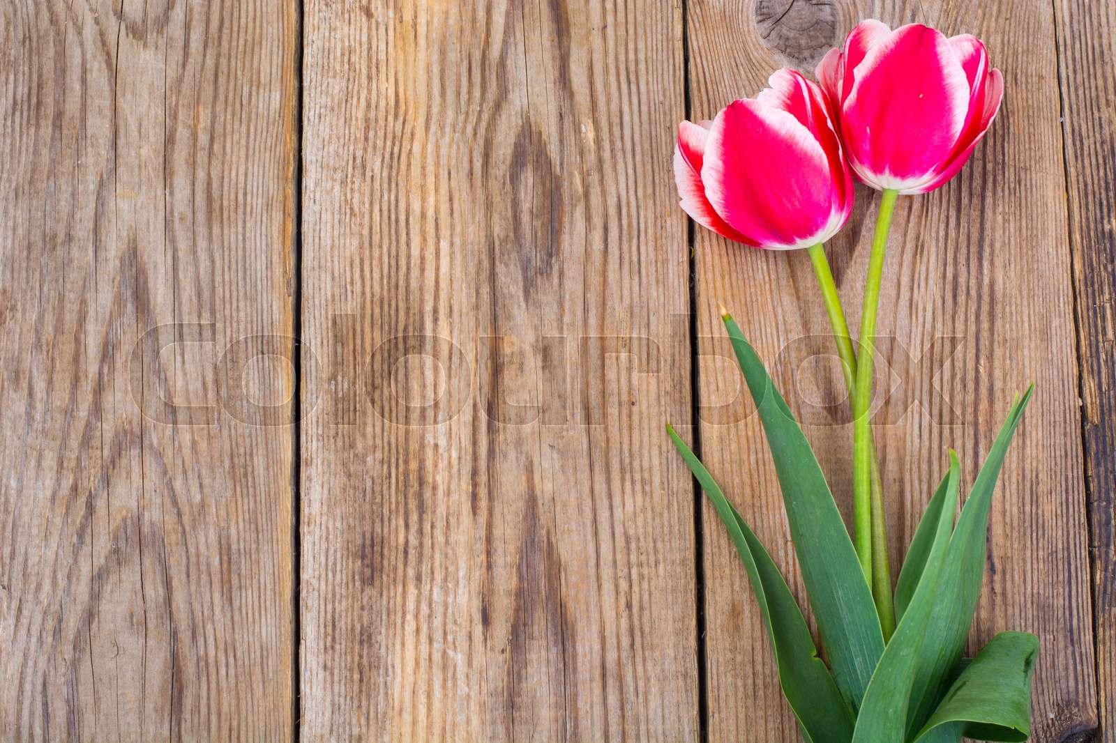 Red tulips with white border | Stock image | Colourbox