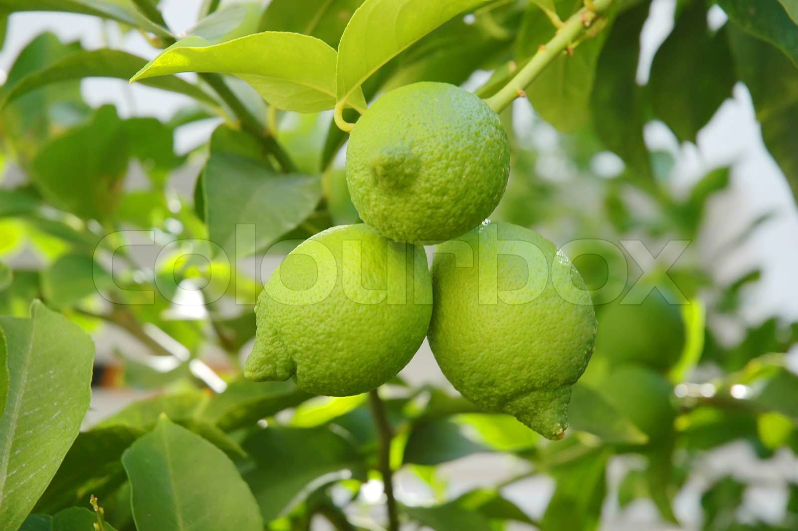 Unripe fruits of lime on the tree | Stock image | Colourbox