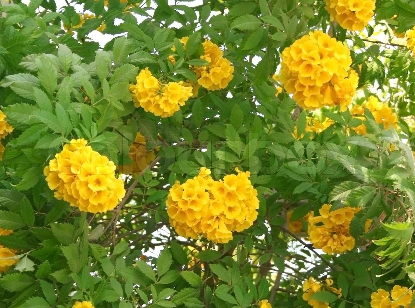 Beautiful yellow flowers on the tree | Stock image | Colourbox