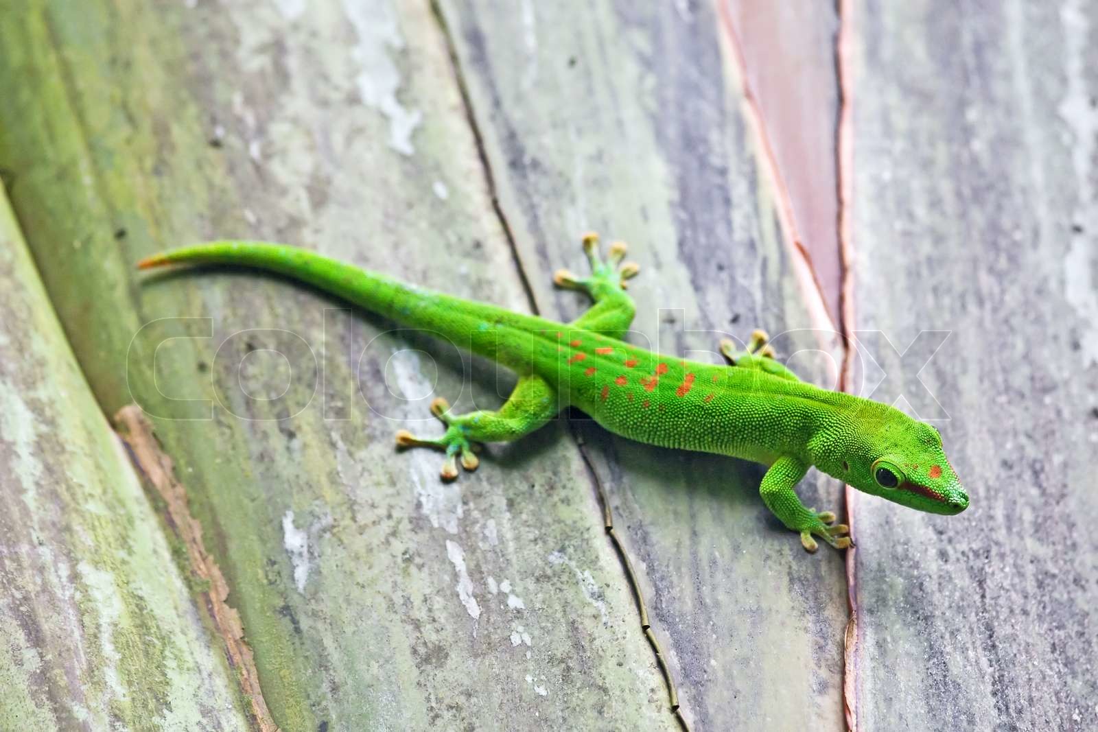 Grüne madagascarian Gecko auf der Palme | Stock Bild | Colourbox