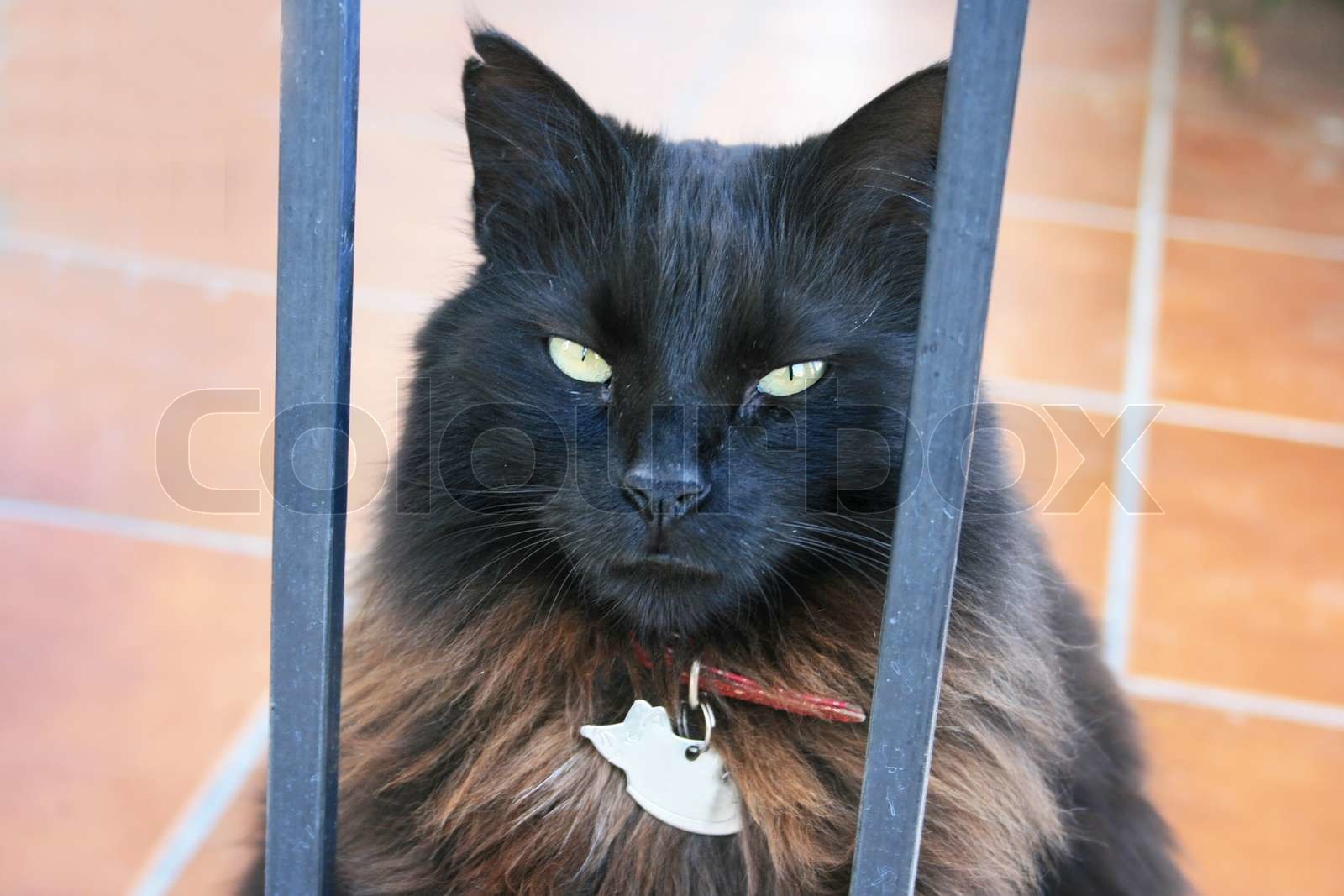 Black cat behind the cage | Stock image | Colourbox