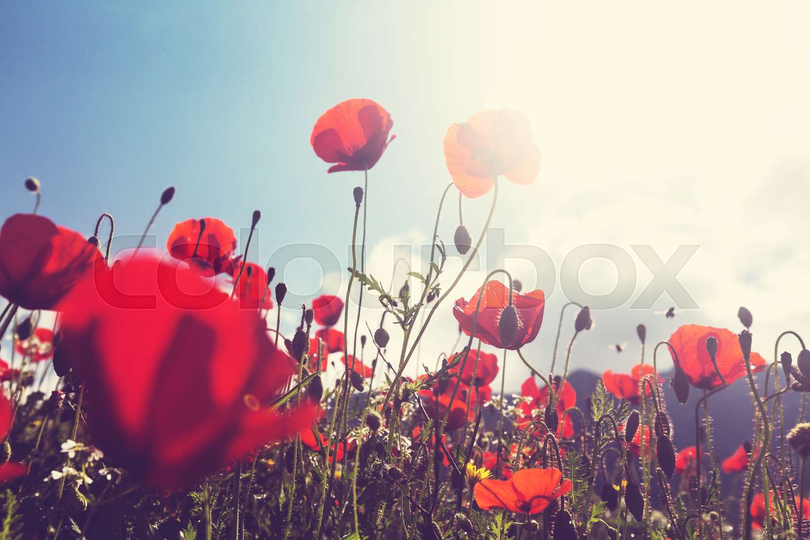 Poppy | Stock image | Colourbox