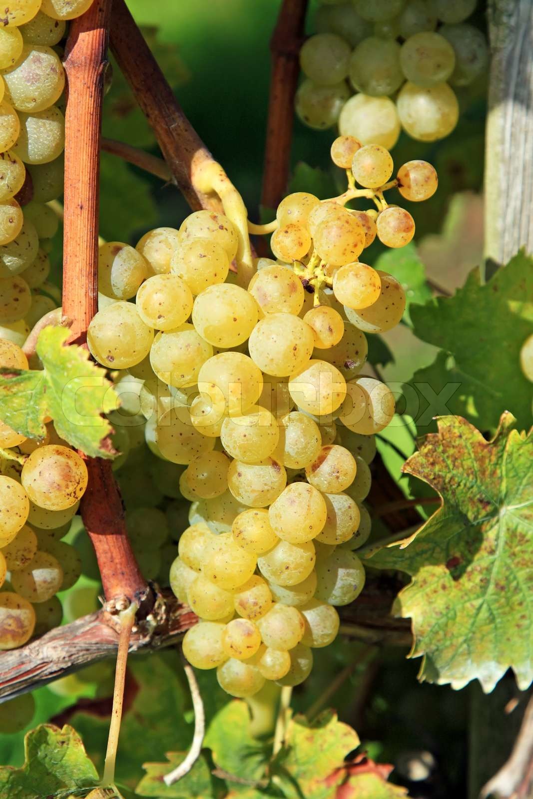 Yellow reifen Trauben im Weinberg | Stock Bild | Colourbox