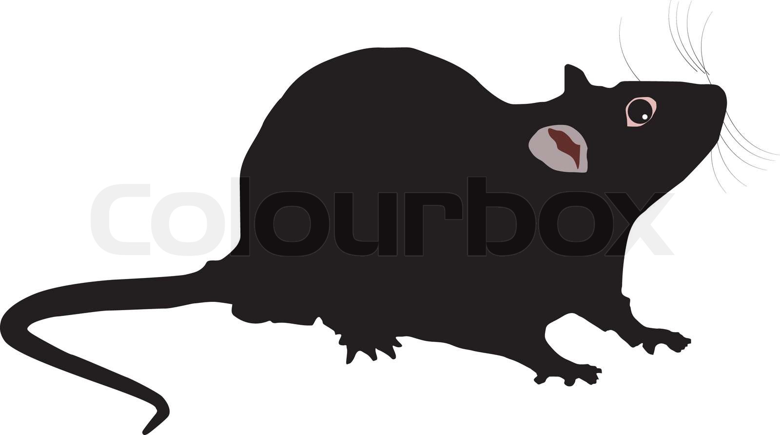 Rat | Stock vector | Colourbox