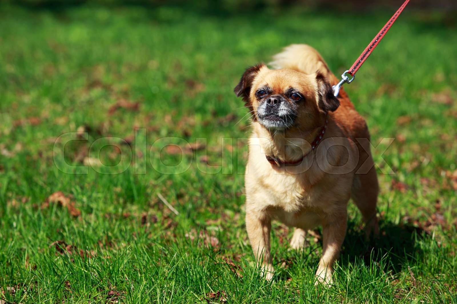 dog Petit Brabancon | Stock image | Colourbox