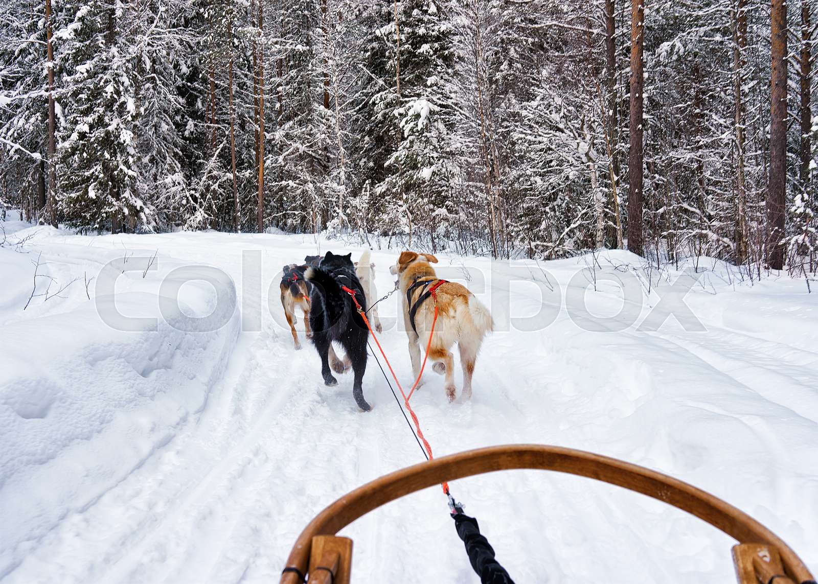 Husky sledge in Lapland Finland | Stock image | Colourbox