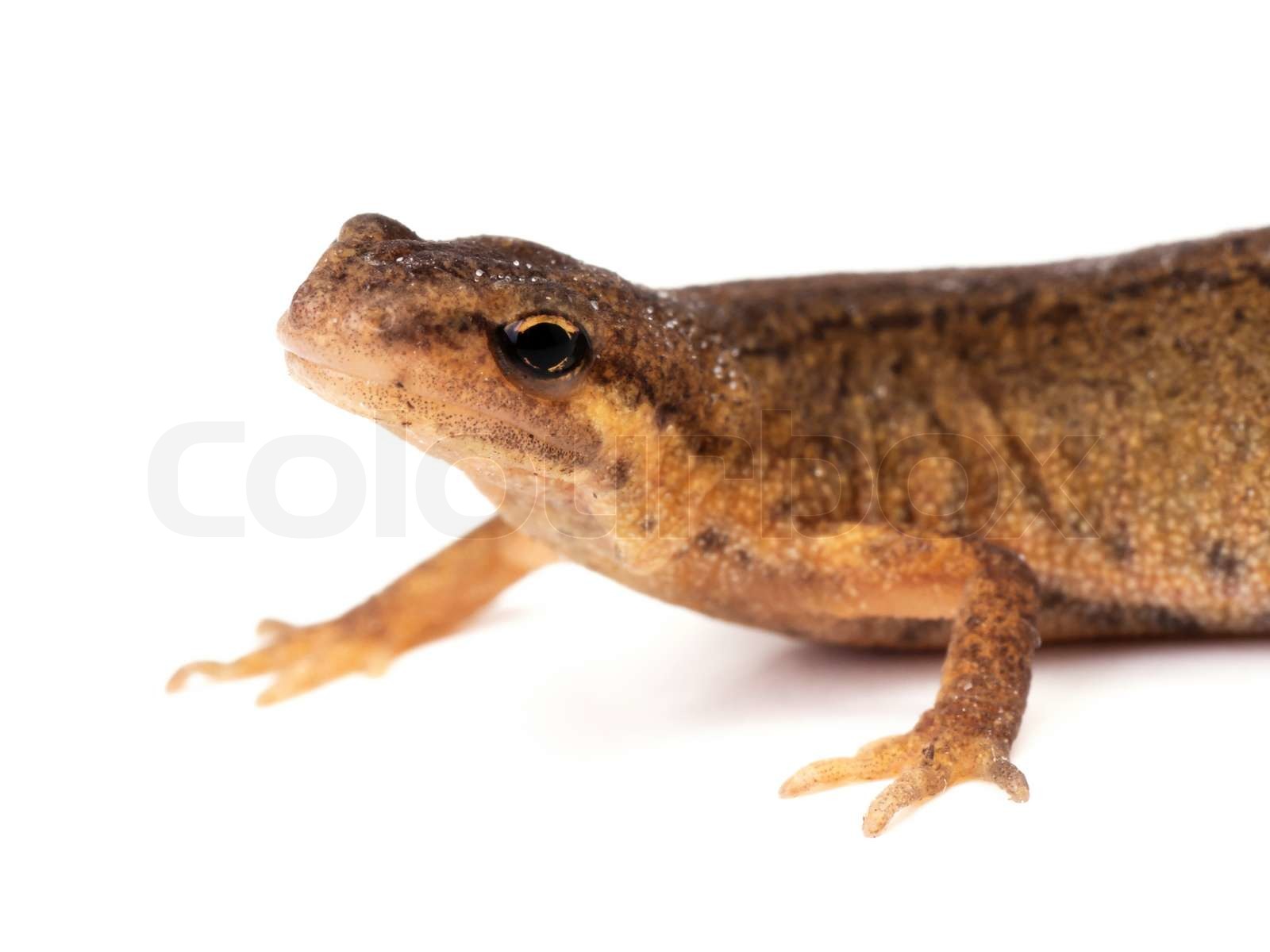 Smooth or common salamander or newt , Lissotriton vulgaris , female ...