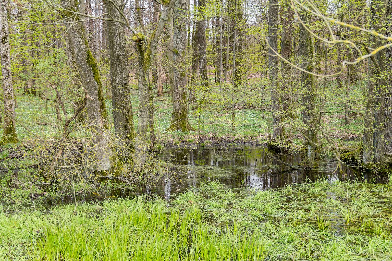 forest with swamp | Stock image | Colourbox