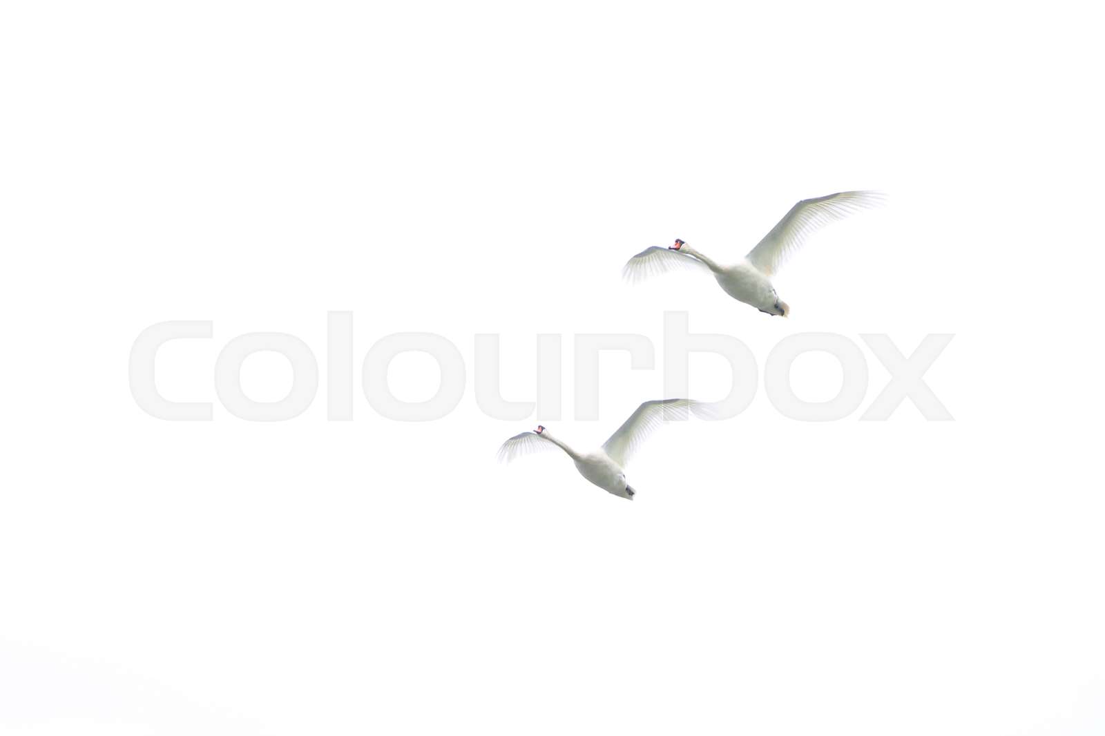 Flyvende svaner | Stock foto | Colourbox