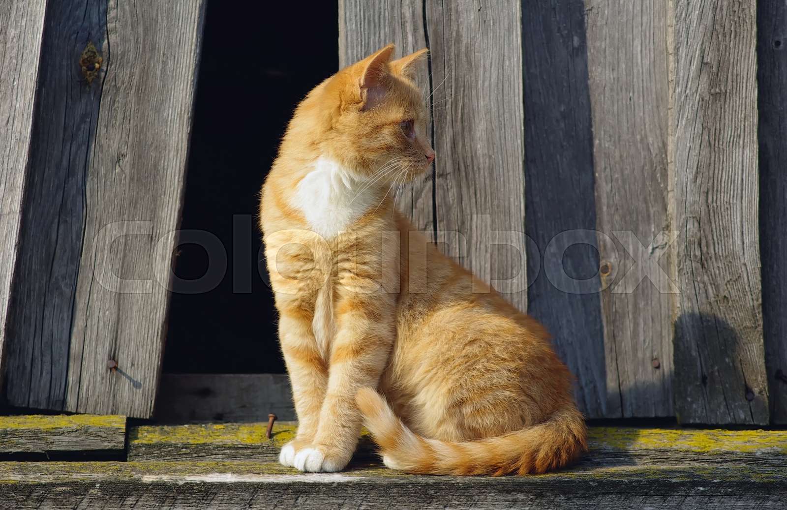 Small ginger cat | Stock image | Colourbox