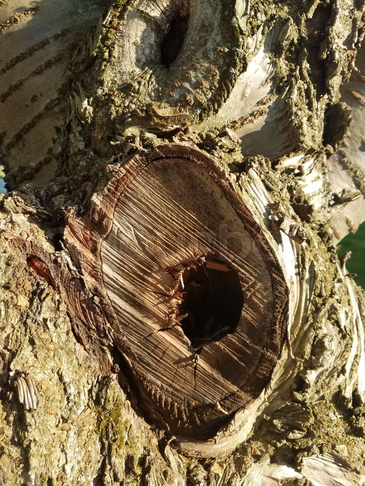 sakura bark | Stock image | Colourbox