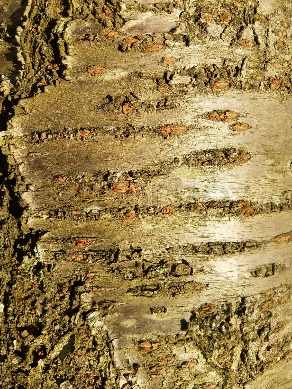sakura bark | Stock image | Colourbox