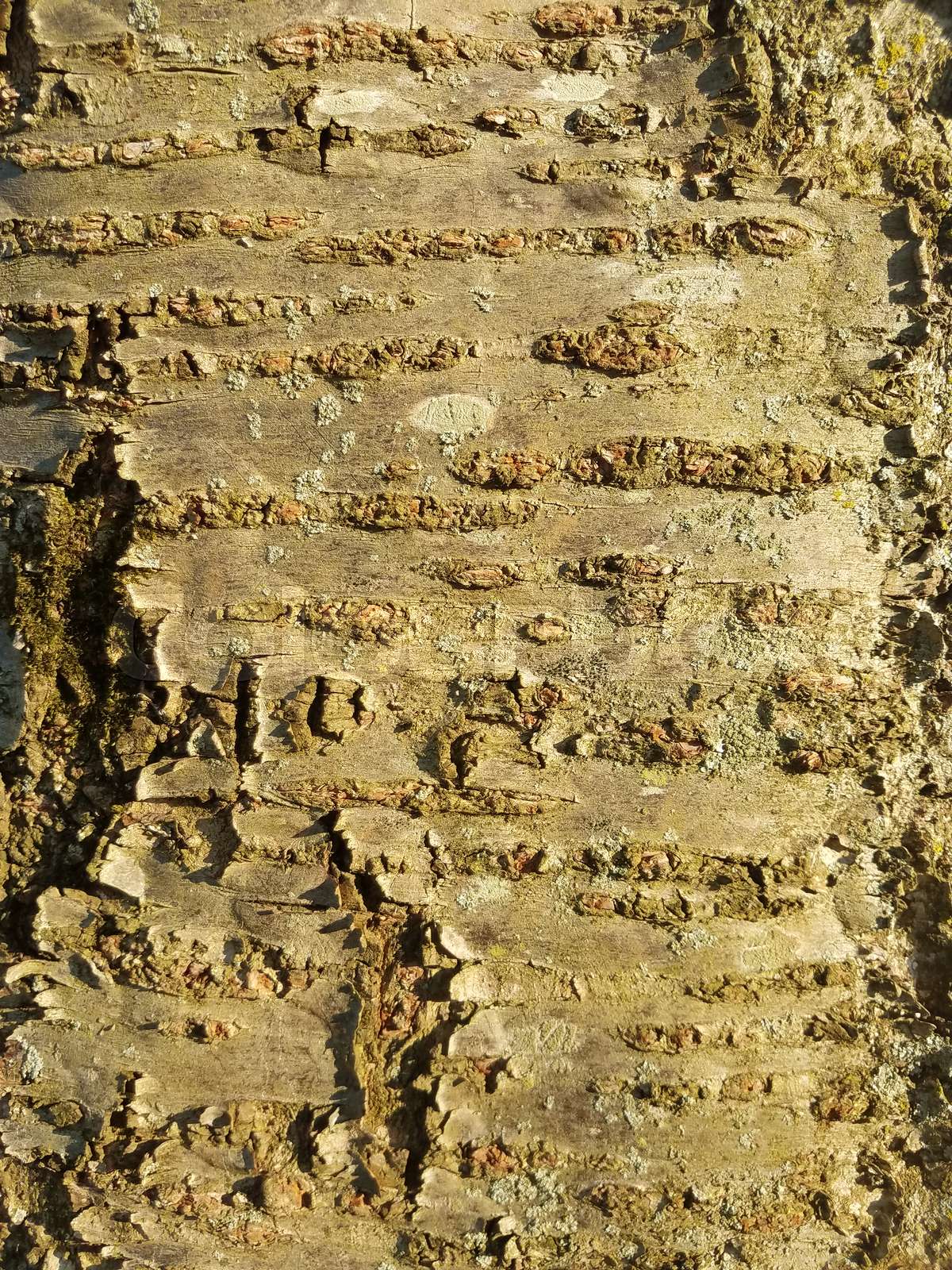 sakura bark | Stock image | Colourbox