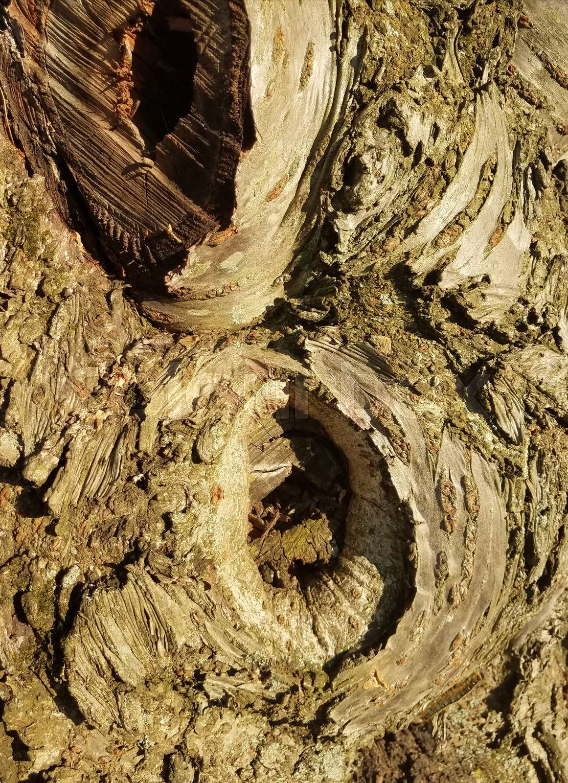 sakura bark | Stock image | Colourbox